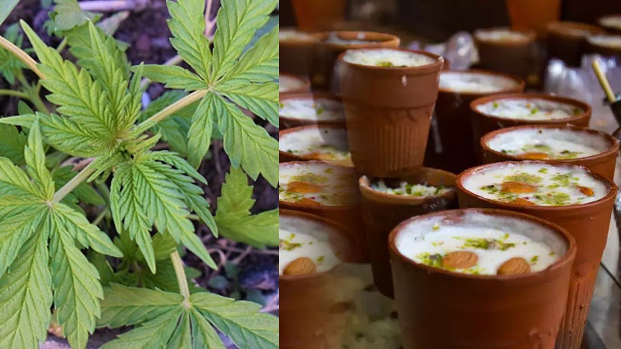 Mahashivratri 2024 : ભાંગના નશામાંથી રાહત મેળવવા અપનાવો આ ઉપાય, તુરંત ...