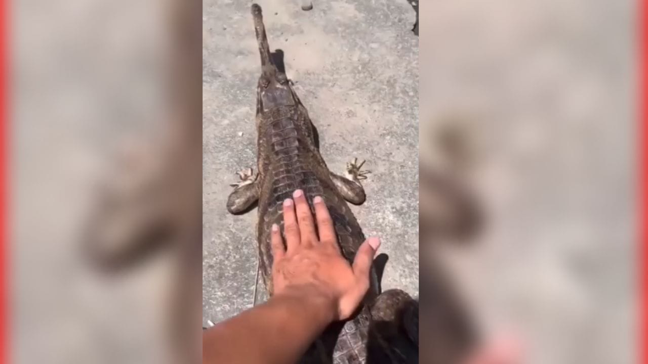 Viral Video: વ્યક્તિને મગરની પીઠ પર હાથ ફેરવવો ભારે પડ્યો, Video જોઈ ...
