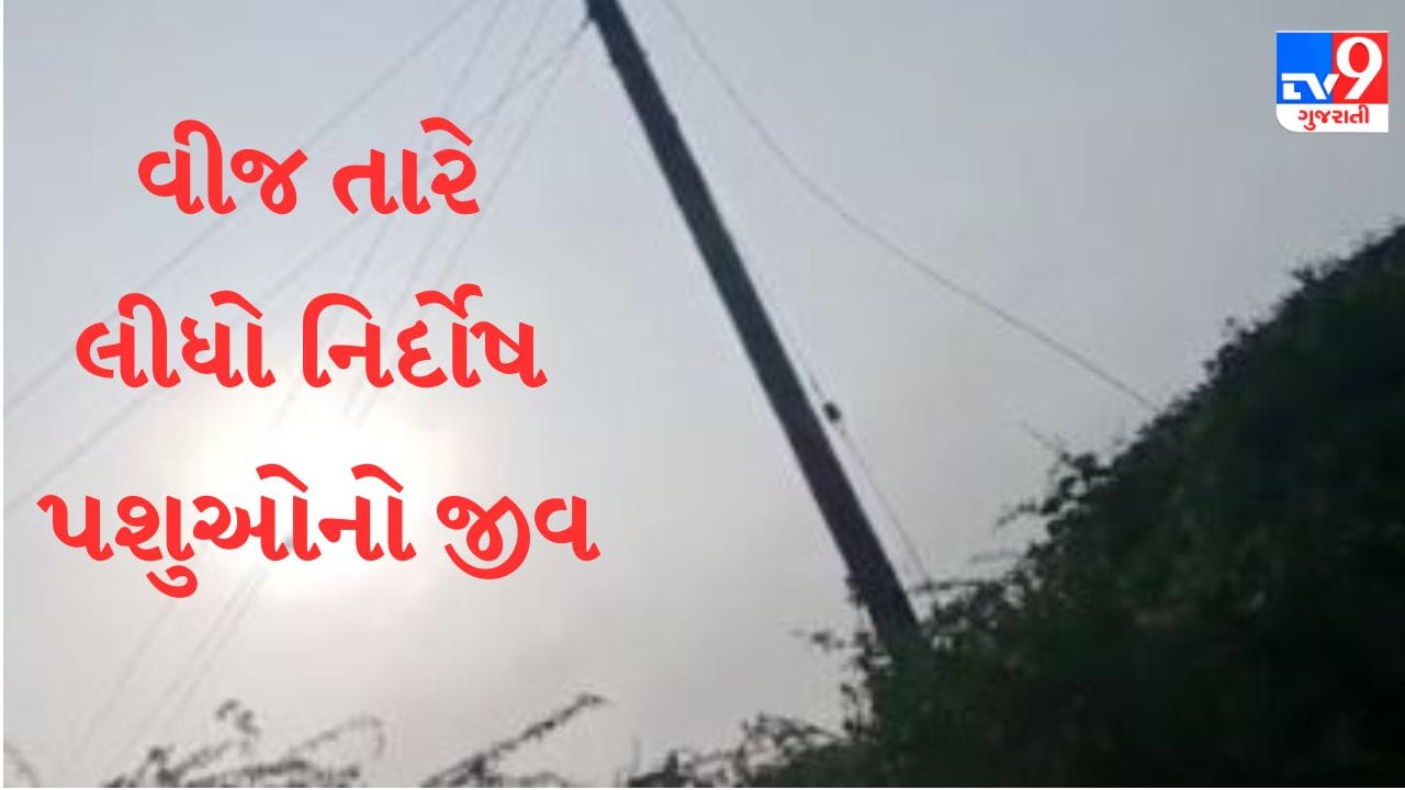 Amreli: કુંકાવાવમાં વીજકરંટ લાગતા 6 પશુના કરૂણ મોત, જુઓ Video - Gujarati News | Amreli: Tragic ...