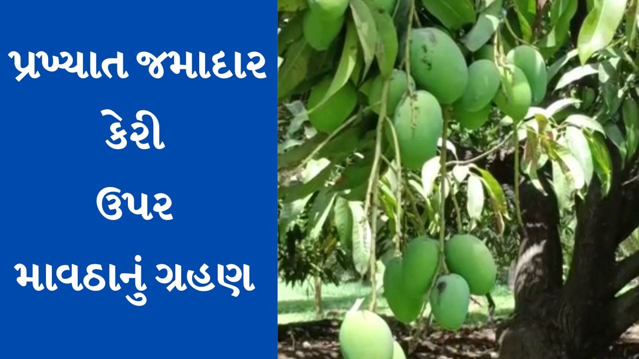 Gujarati video: મહુવાની પ્રખ્યાત જમાદાર કેરીને કમોસમી વરસાદથી નુકસાન ...
