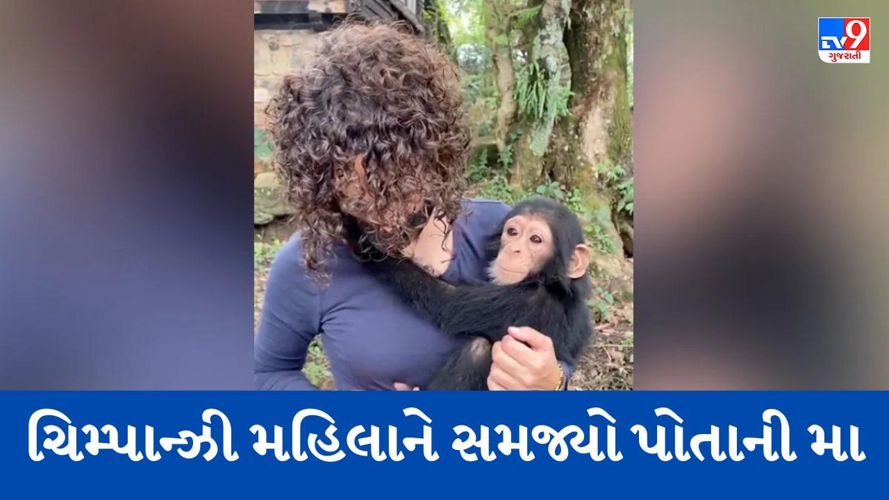Viral Video : પોતાની માતા સમજીને નાનો ચિમ્પાન્ઝી મહિલાને વળગી ગયો, યુઝર્સે કહ્યુ- પ્રેમની કોઇ ...