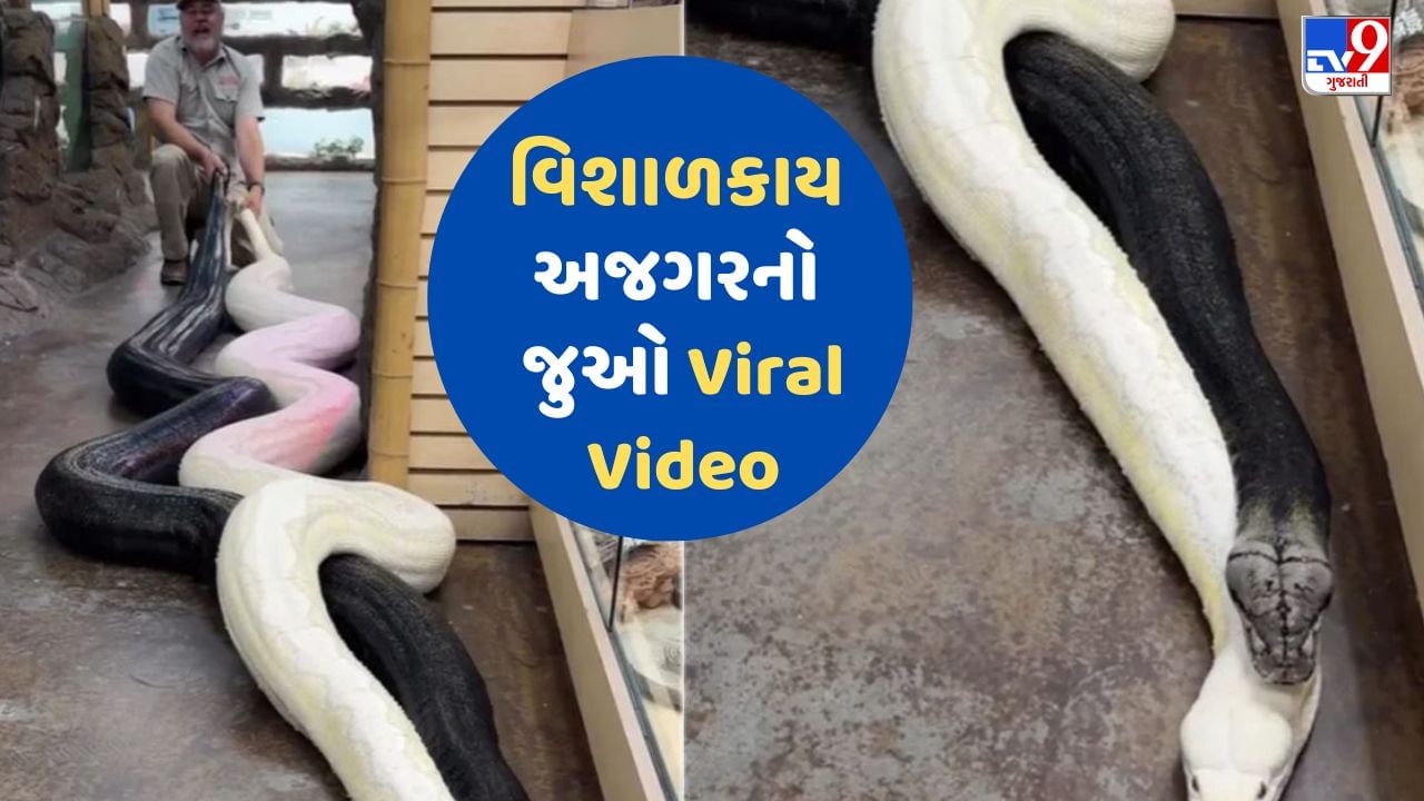 Python Viral Video: બે વિશાળકાય અજગરની પૂંછડી પકડી ખેંચી રહ્યો હતો શખ્સ ... Python Viral Video: બે વિશાળકાય અજગરની પૂંછડી પકડી ખેંચી રહ્યો હતો શખ્સ ...