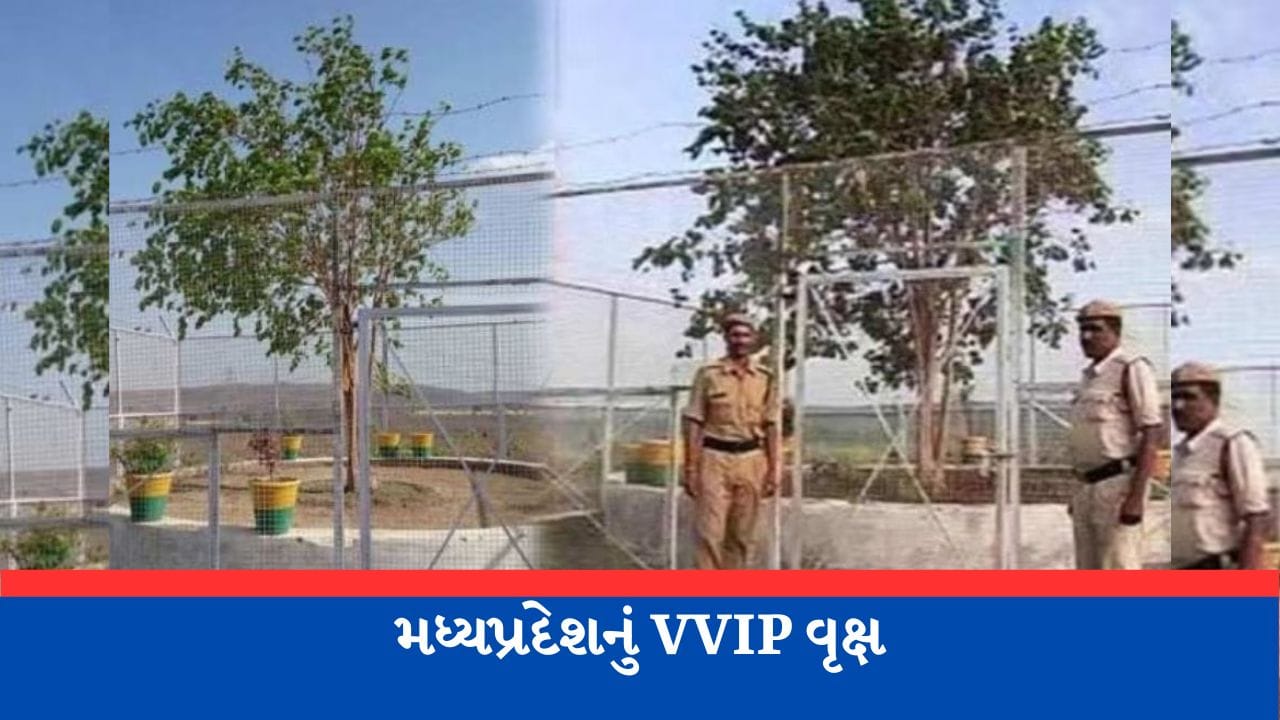 આ VVIP Treeની સુરક્ષા માટે 24 કલાક તૈનાત રહે છે પોલીસ, દર વર્ષે થાય છે ...