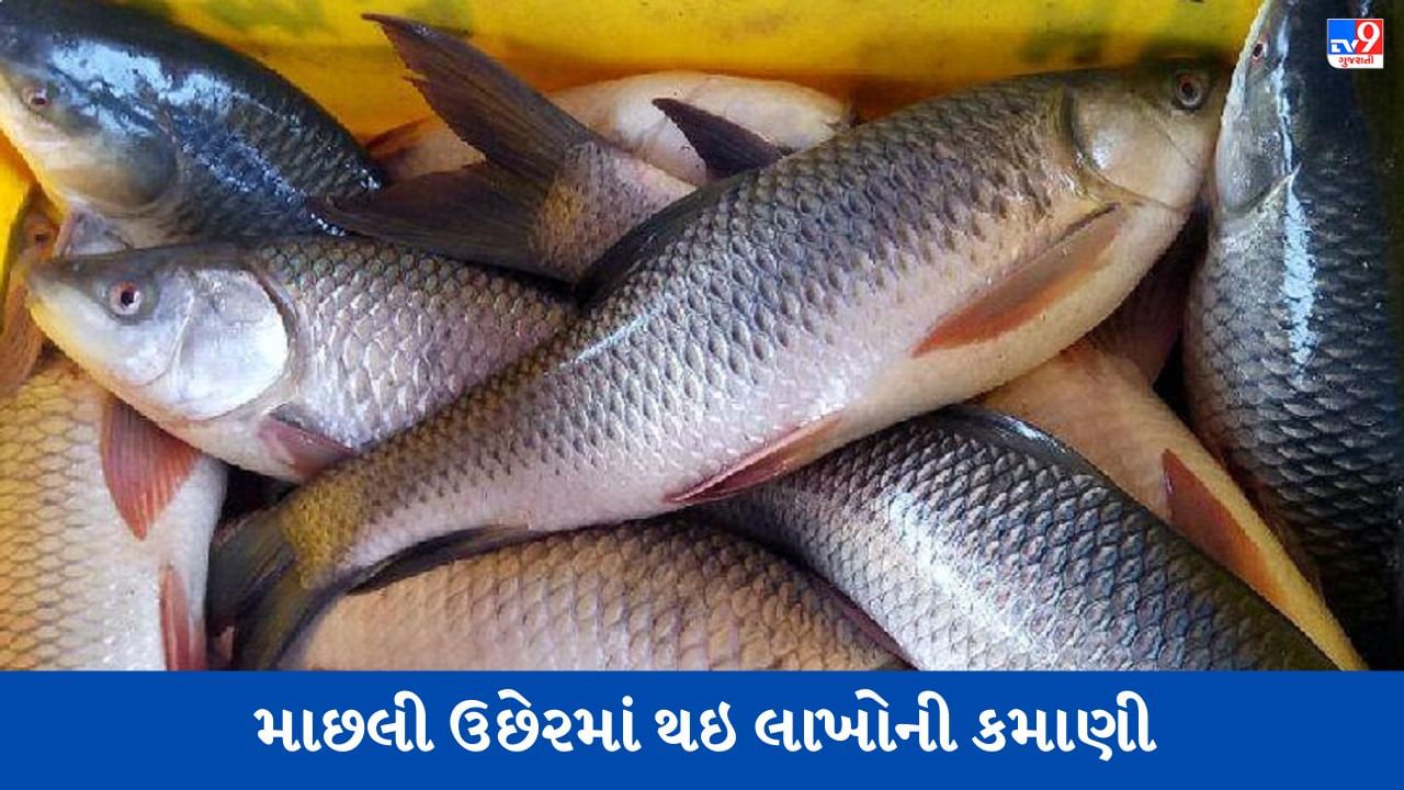 30 લાખની નોકરી છોડી માછલીની ખેતી શરૂ કરી, હવે યુવક કરી રહ્યો છે લાખોની ...