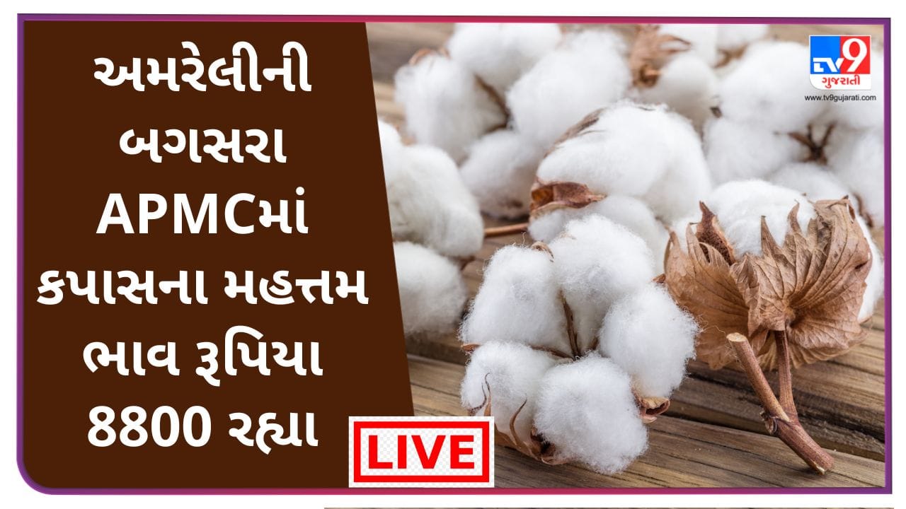 Mandi : અમરેલીની બગસરા APMCમાં કપાસના મહત્તમ ભાવ રૂપિયા 8800 રહ્યા, જાણો જુદા-જુદા પાકના ભાવ ...