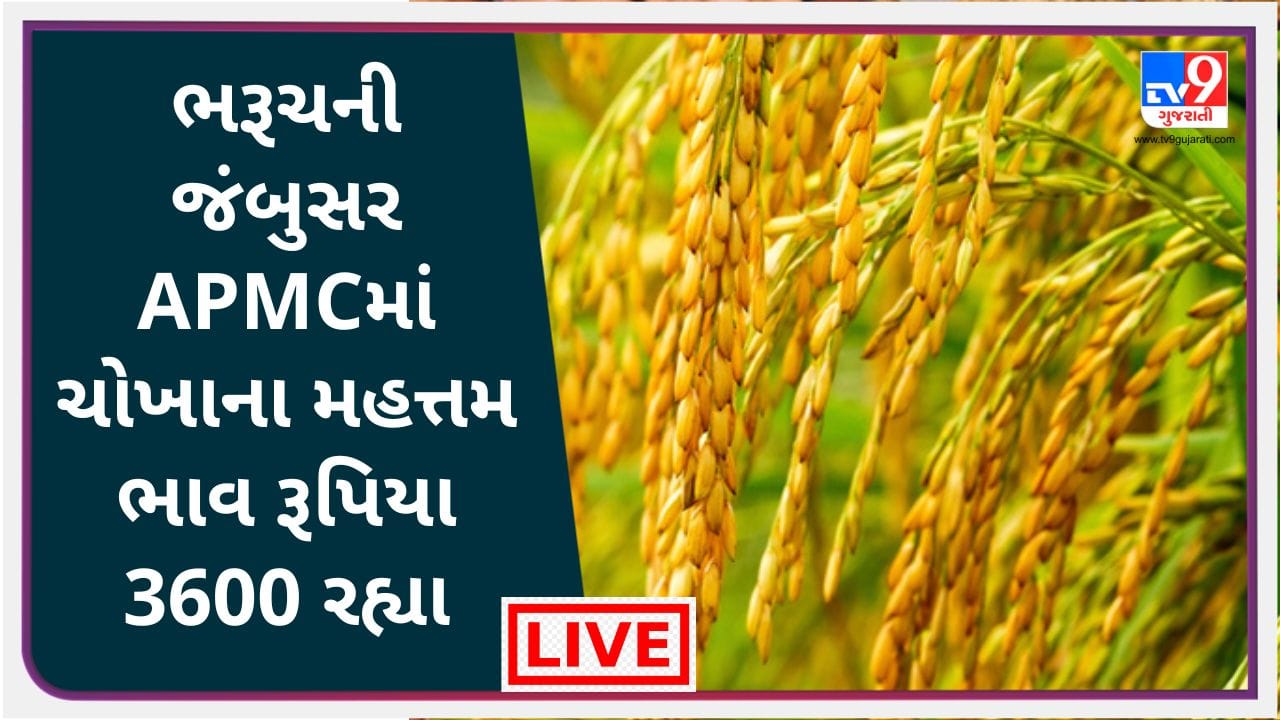 Mandi : ભરૂચના જંબુસર APMCમાં ચોખાના મહત્તમ ભાવ રૂપિયા 3600 રહ્યા, જાણો જુદા-જુદા પાકના ભાવ ...