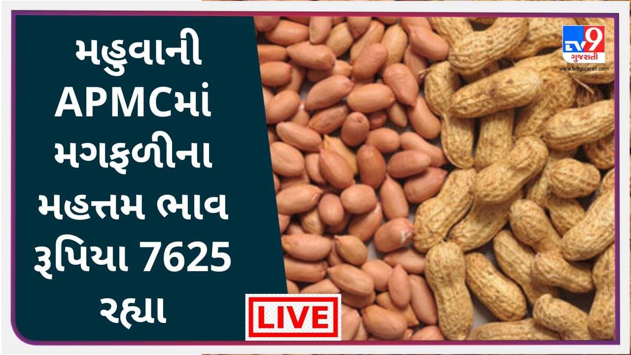 Mandi : મહુવાની APMCમાં મગફળીના મહત્તમ ભાવ રૂપિયા 7625 રહ્યા, જાણો જુદા-જુદા પાકના ભાવ ...