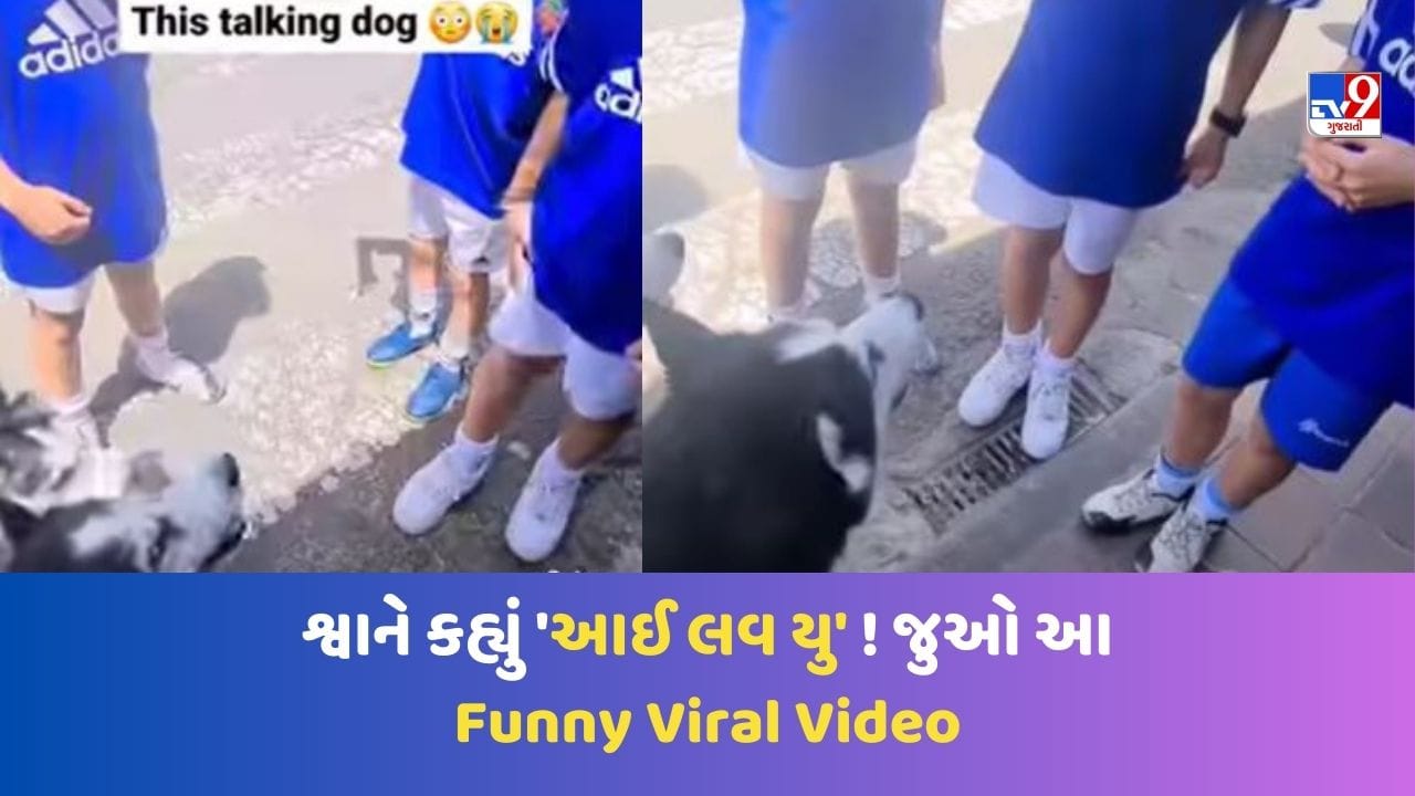 માણસોની જેમ વાત કરતા શ્વાને કહ્યું 'આઈ લવ યુ'! જુઓ આ અદ્ભૂત Viral Video ...