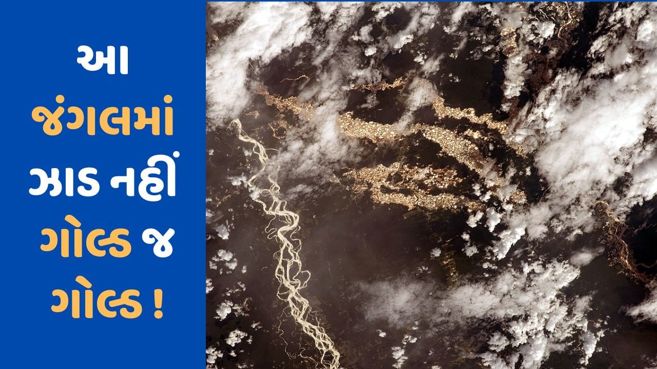 GOLDની ચમકથી ઝગમગી ઉઠ્યુ જંગલ, નાસાના પિક્ચરમાં જોવા મળ્યુ જંગલમાં ...