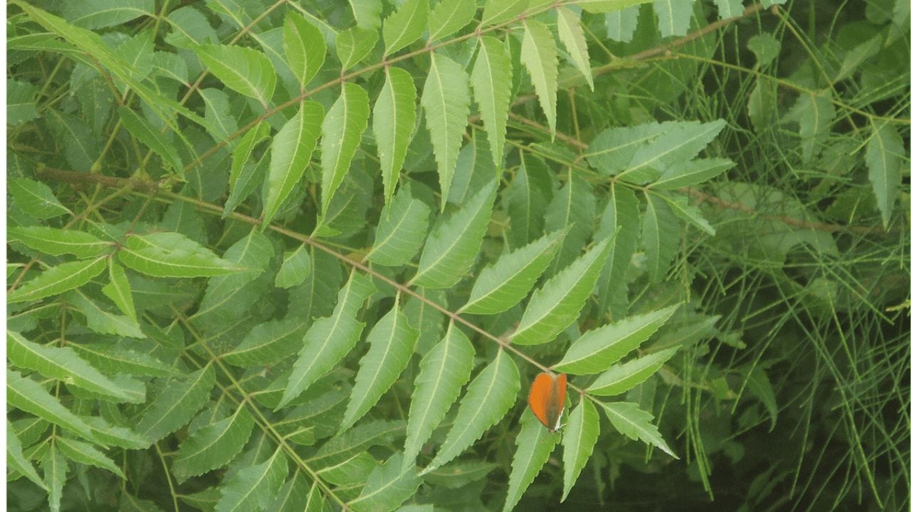 Neem benefits : કડવા લીમડાના છે મીઠા ગુણ, લીમડાના પાંદડાના આરોગ્યલક્ષી ...