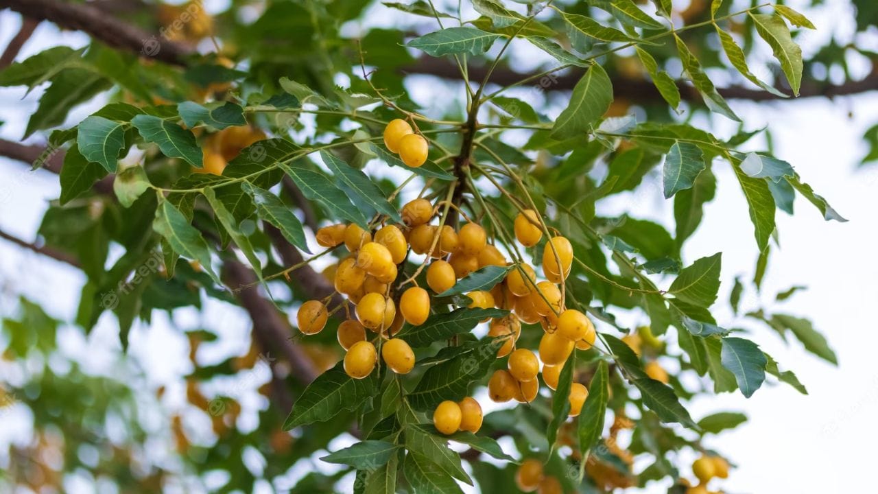 Neem benefits : કડવા લીમડાના છે મીઠા ગુણ, લીમડાના પાંદડાના આરોગ્યલક્ષી ...