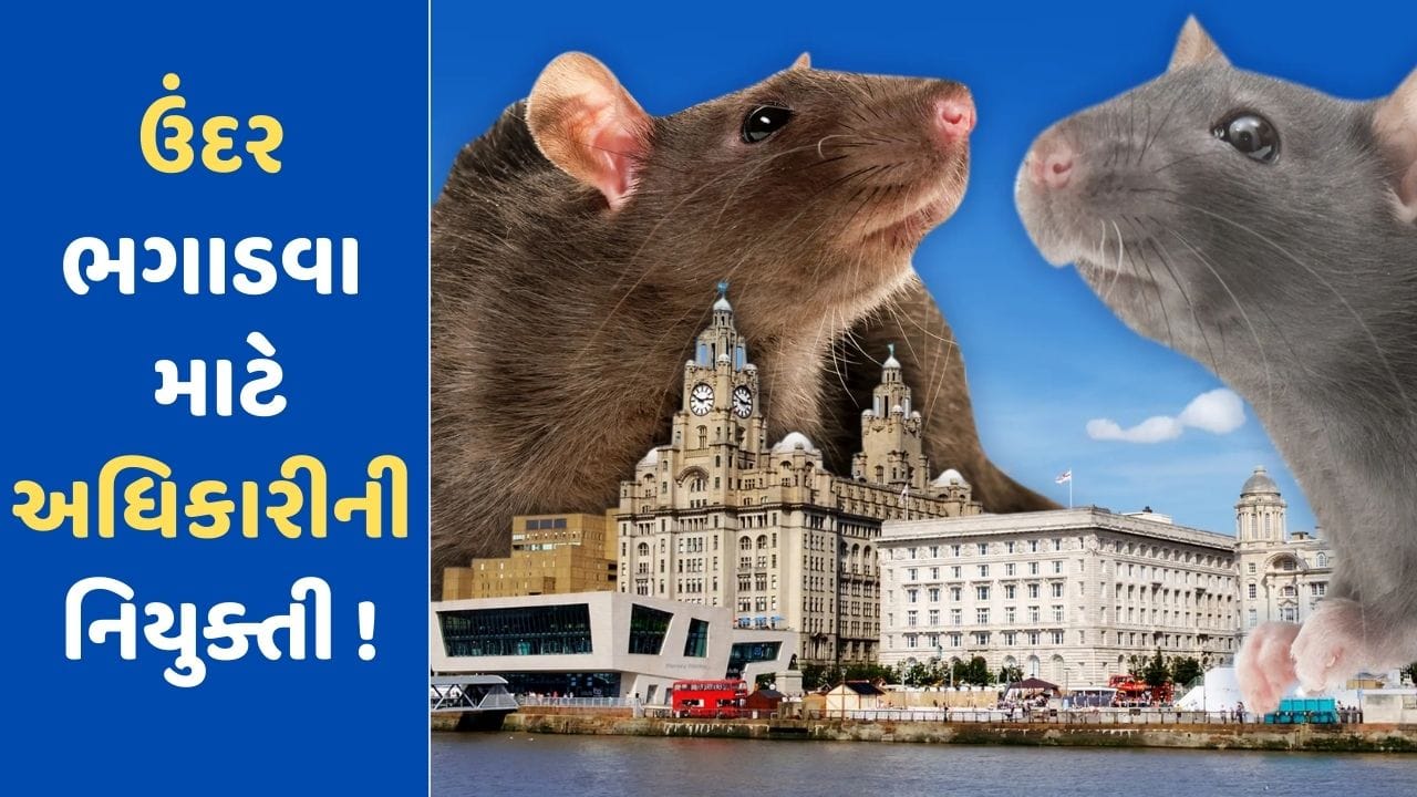 લો કરી લો વાત !, આ શહેરમાં ઉંદરોનો નાશ કરવા અધિકારીની નિમણૂક કરવામાં ...