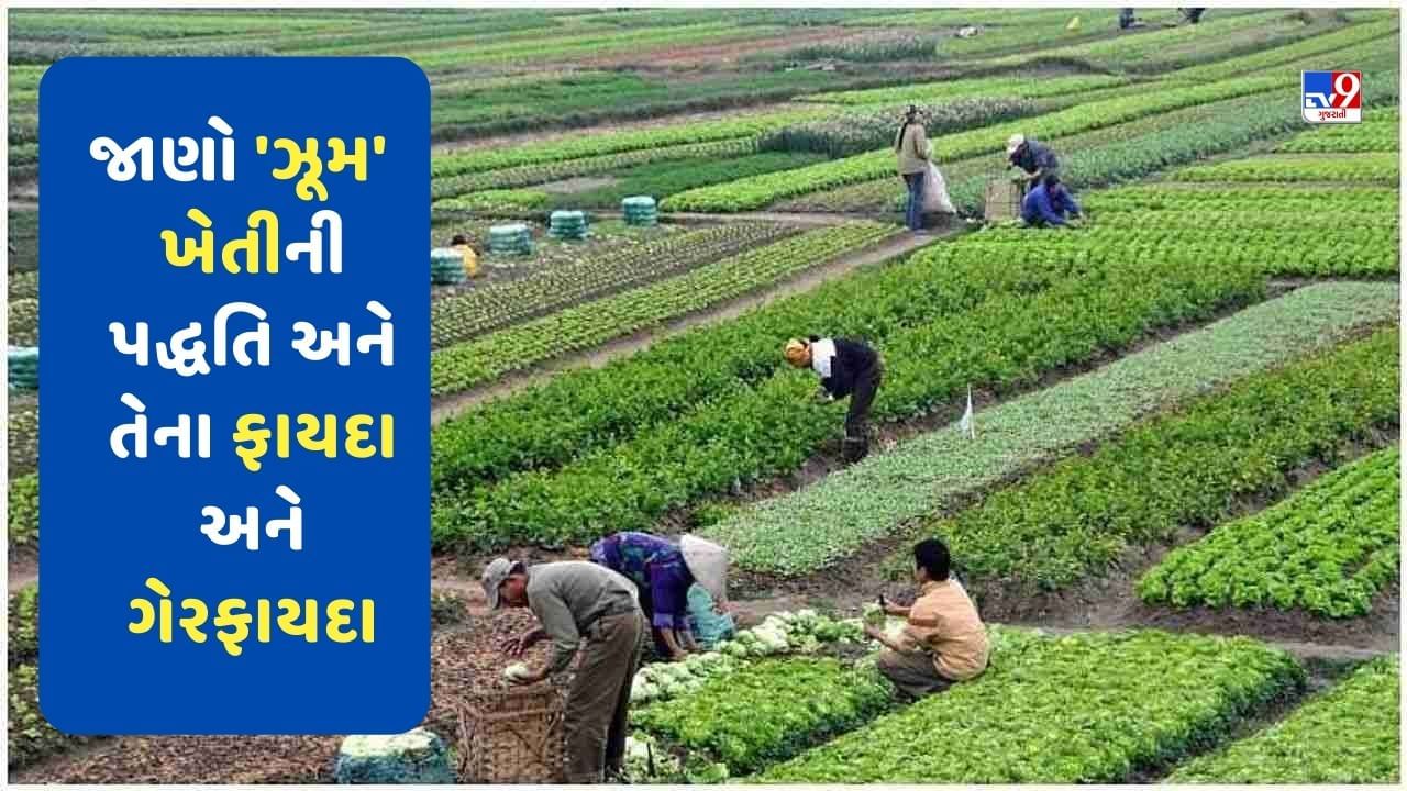 શું તમે ખેતીની 'ઝૂમ' પદ્ધતિ વિશે સાંભળ્યું છે ? જાણો ખેતીની પદ્ધતિ અને ...