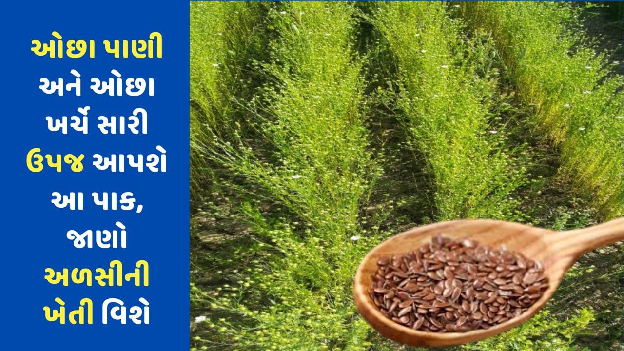ઓછા પાણી અને ઓછા ખર્ચે સારી ઉપજ આપશે આ પાક, ગરમ પ્રદેશમાં પણ થઈ શકે છે ...
