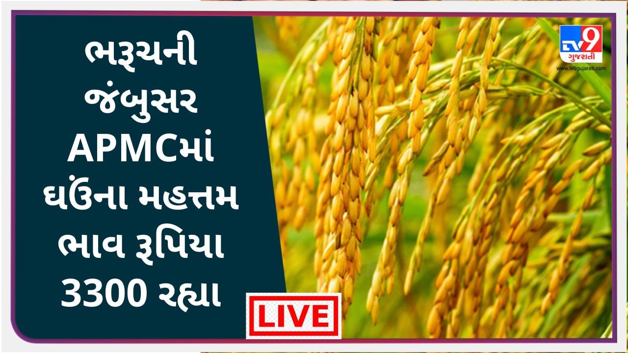 Mandi : ભરૂચની જંબુસર APMCમાં ઘઉંના મહત્તમ ભાવ રૂપિયા 3300 રહ્યા, જાણો જુદા-જુદા પાકના ભાવ ...