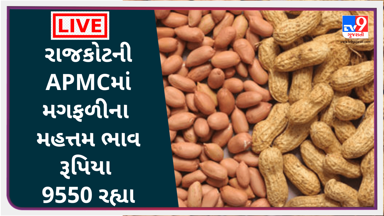 Mandi: રાજકોટની APMCમાં મગફળીના મહત્તમ ભાવ રૂપિયા 9550 રહ્યા, જાણો જુદા-જુદા પાકના ભાવ ...