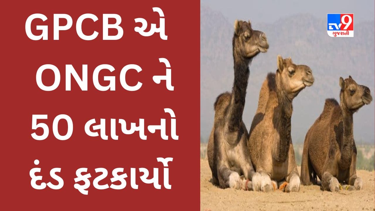 Breking News : કચ્છીપુરામાં ઝેરી પાણી પીવાથી 25 થી વધુ ઊંટના મોત નિપજવાની ઘટનામાં GPCB ની લાલ ...