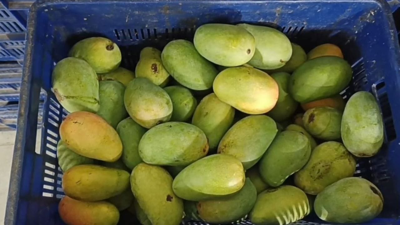 Mango Season: કેસર કેરીની વિદેશમાં વધી જબરી માગ, અનેક દેશોમાં પહોંચી ...