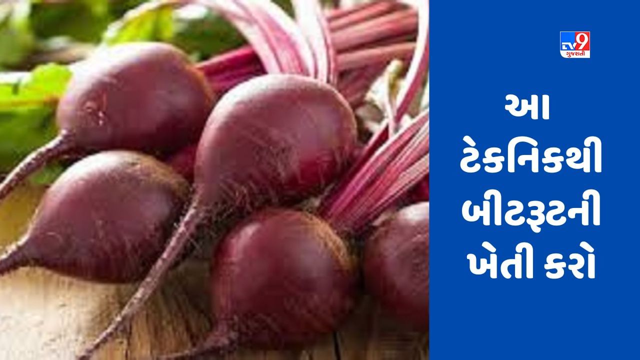 Beetroot: આ ટેકનિકથી બીટરૂટની ખેતી કરો, 3 મહિના પછી તમે લાખોની કમાણી ...
