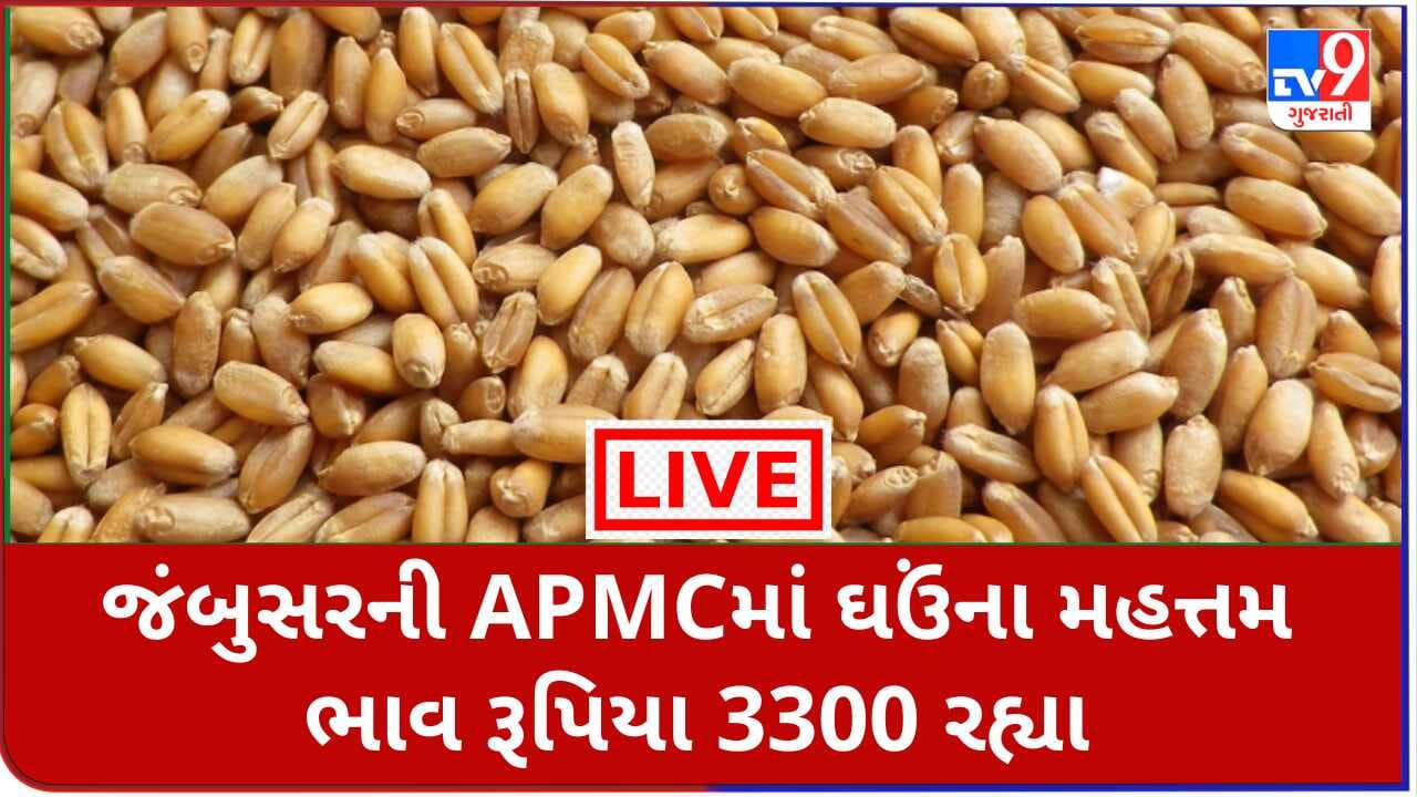 Mandi : જંબુસરની APMCમાં ઘઉંના મહત્તમ ભાવ 3300 રૂપિયા રહ્યા, જાણો જુદા-જુદા પાકના ભાવ - Gujarati ...