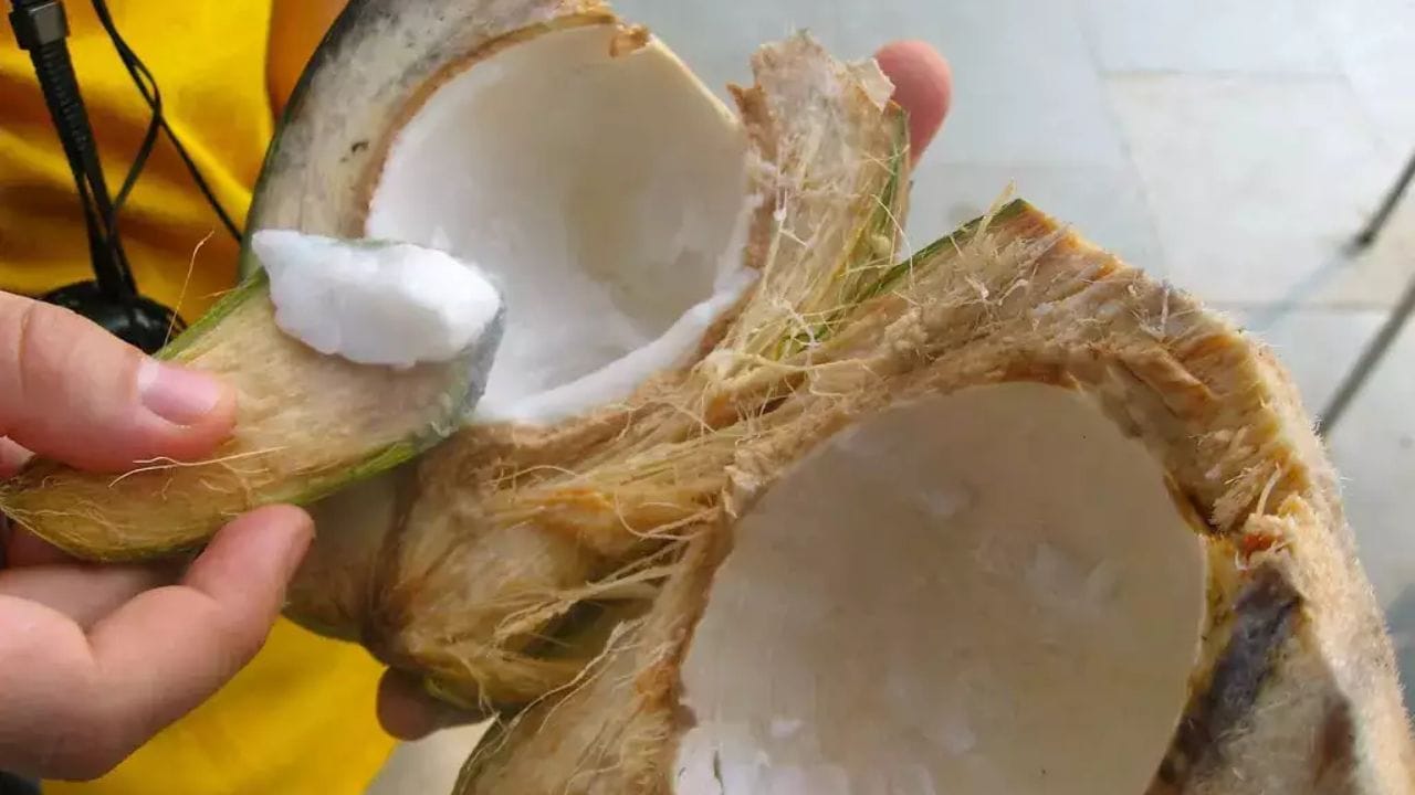 Coconut Malai Benefits: લીલા નારિયેળની મલાઈ ખાવાના છે અઢળક ફાયદા, પાચન ...