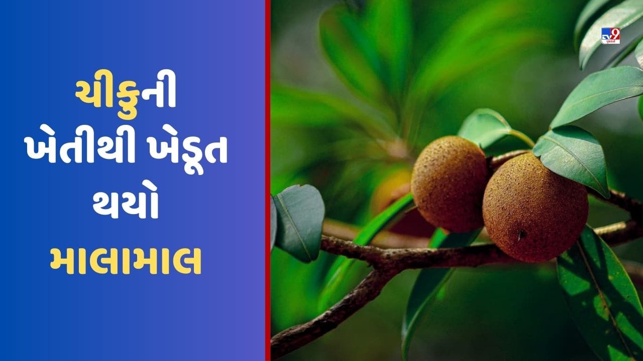 Chiku Farming: ચીકુની ખેતીથી ખેડૂત થયો માલામાલ, 3 એકરમાં 8 લાખની કરી કમાણી - Gujarati News | The ...