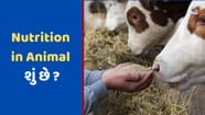 Animal Nutrition Animal Nutrition