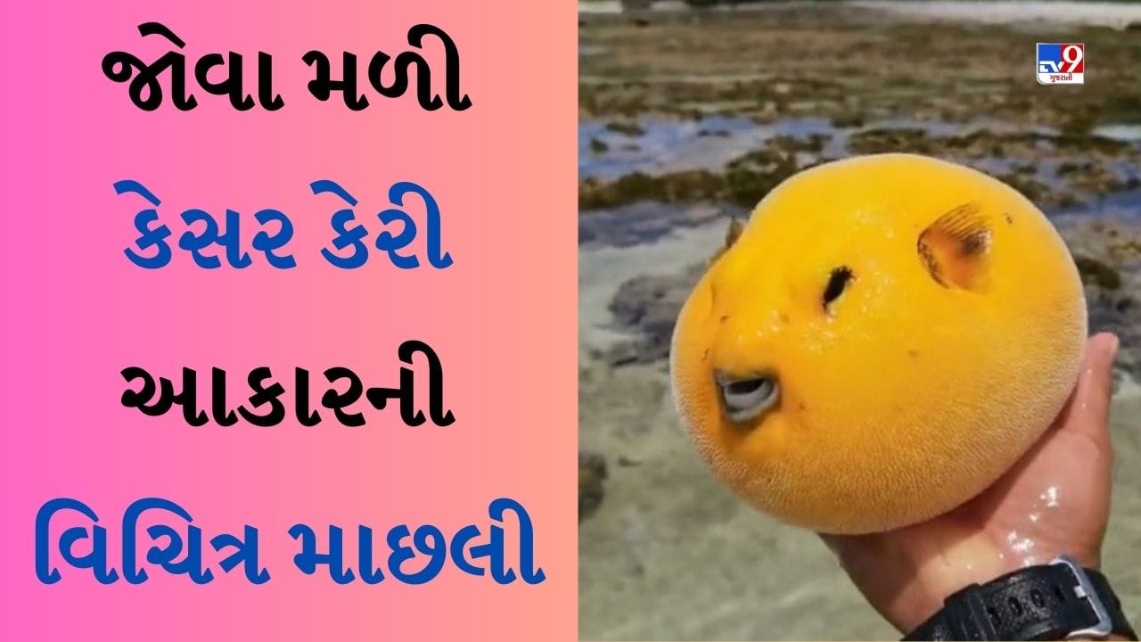 Fish Viral Video: પાણીમાં જોવા મળી વિચિત્ર પ્રકારની માછલી, જાણે કે કેસર ...