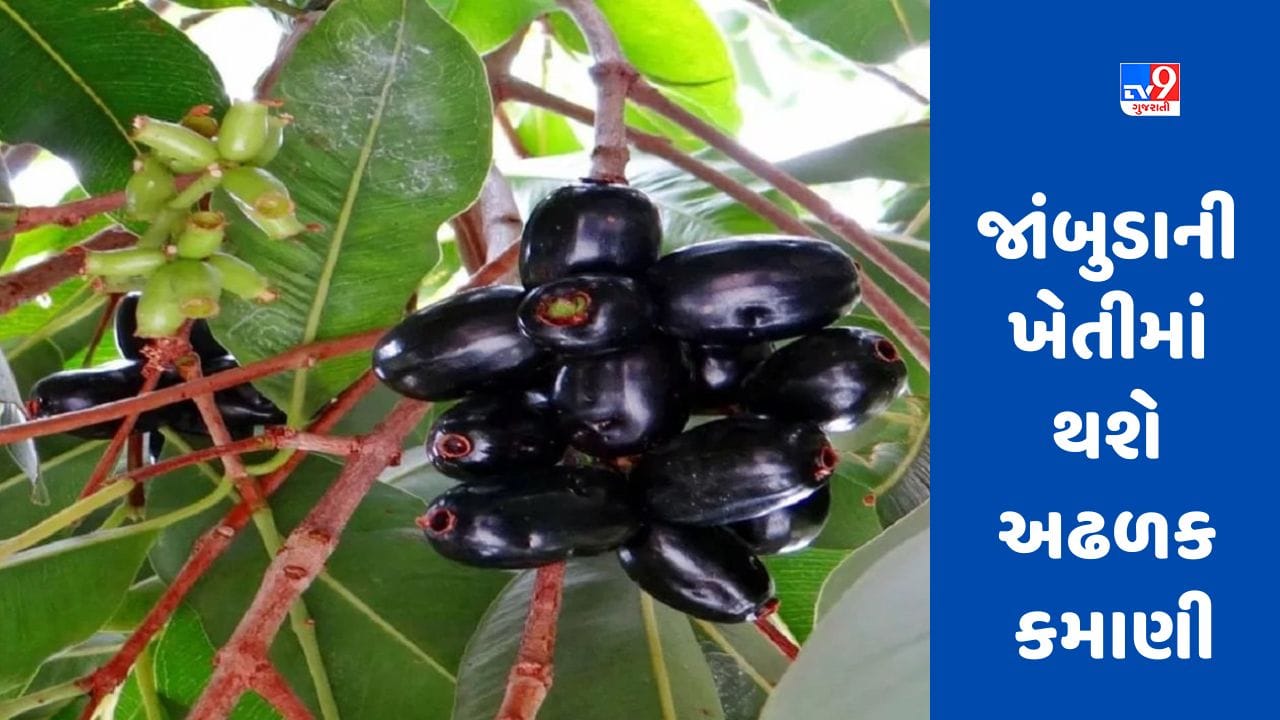 Farming : આ પાકની ખેતી તમને ધનવાન બનાવશે ! એક હેક્ટરમાં 20 લાખની આવક ...