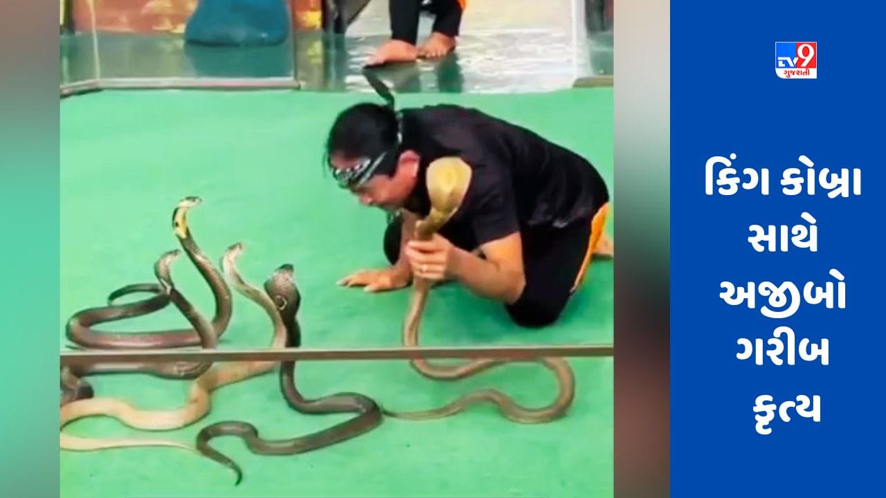 Viral Video : ખતરનાક કિંગ કોબ્રા સામે અજીબોગરીબ કૃત્ય, પછી કોબ્રાને કરી ...