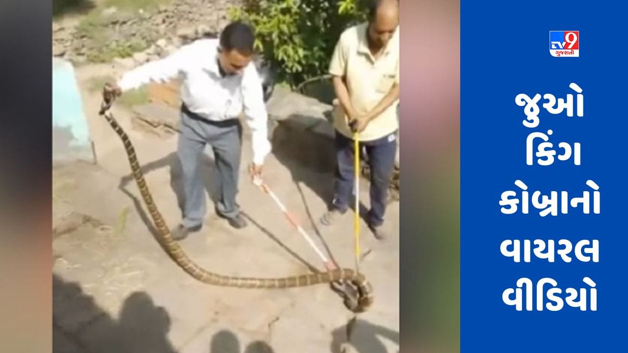 Viral Video: ખતરનાક કિંગ કોબ્રા ઘરમાં ઘૂસ્યો, પછી શું થયું જોઈને તમને ...