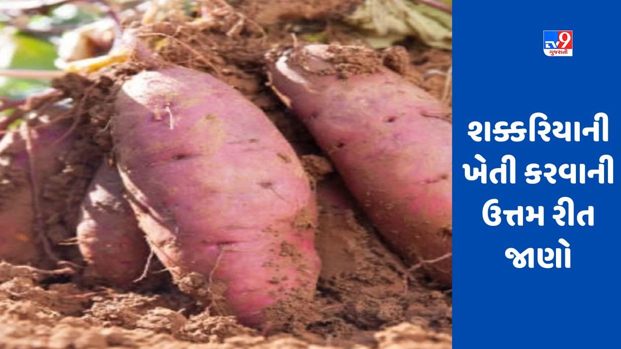 Sweet Potato: આ રીતે કરો શક્કરિયાની ખેતી, ખેડૂતોને મળશે મબલખ ઉત્પાદન ...