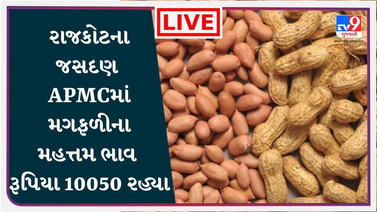Mandi : રાજકોટના જસદણ APMCમાં મગફળીના મહત્તમ ભાવ રૂપિયા 10050 રહ્યા, જાણો જુદા-જુદા પાકના ભાવ ...