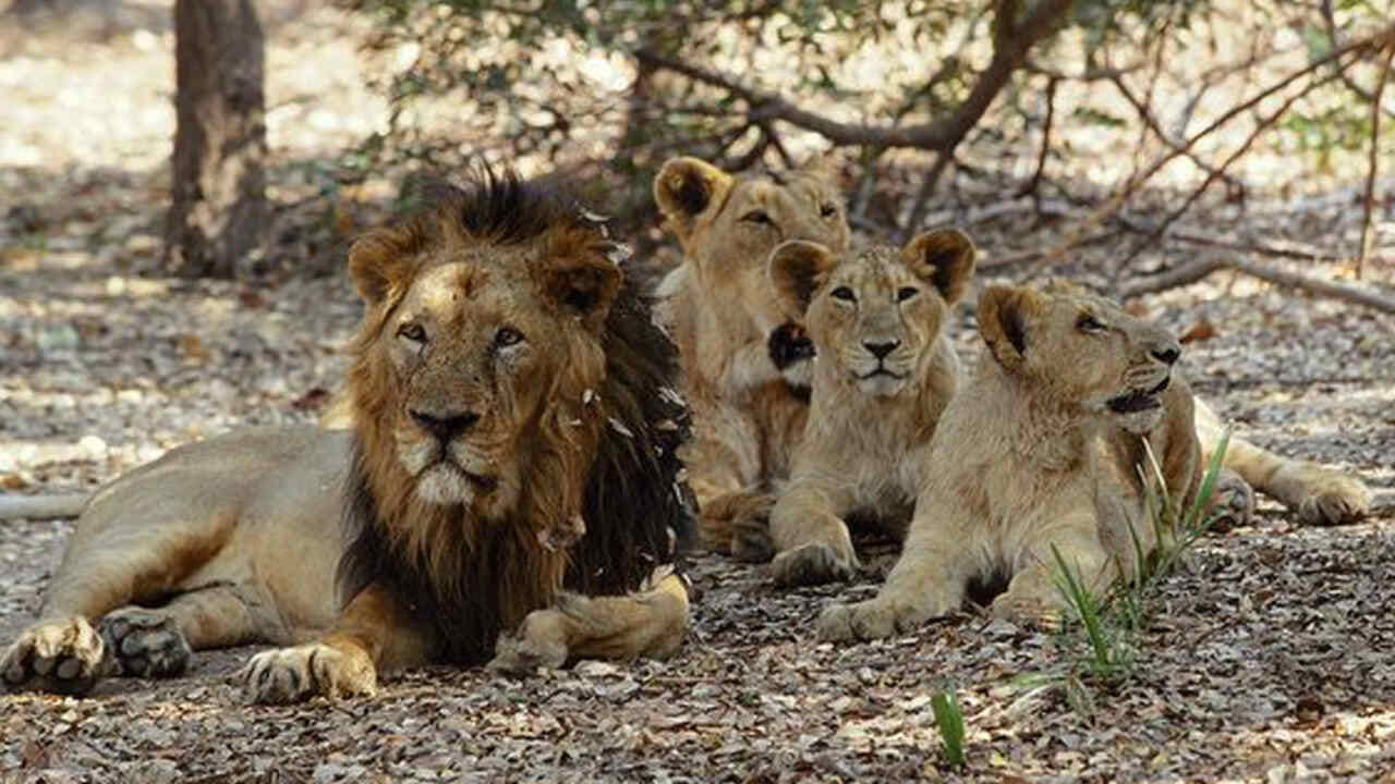 વાઘ બાદ હવે સિંહ માટે સરકાર પ્રોજેક્ટ લાયન પર કરશે કામ, ડોલ્ફિન માટે પણ ...