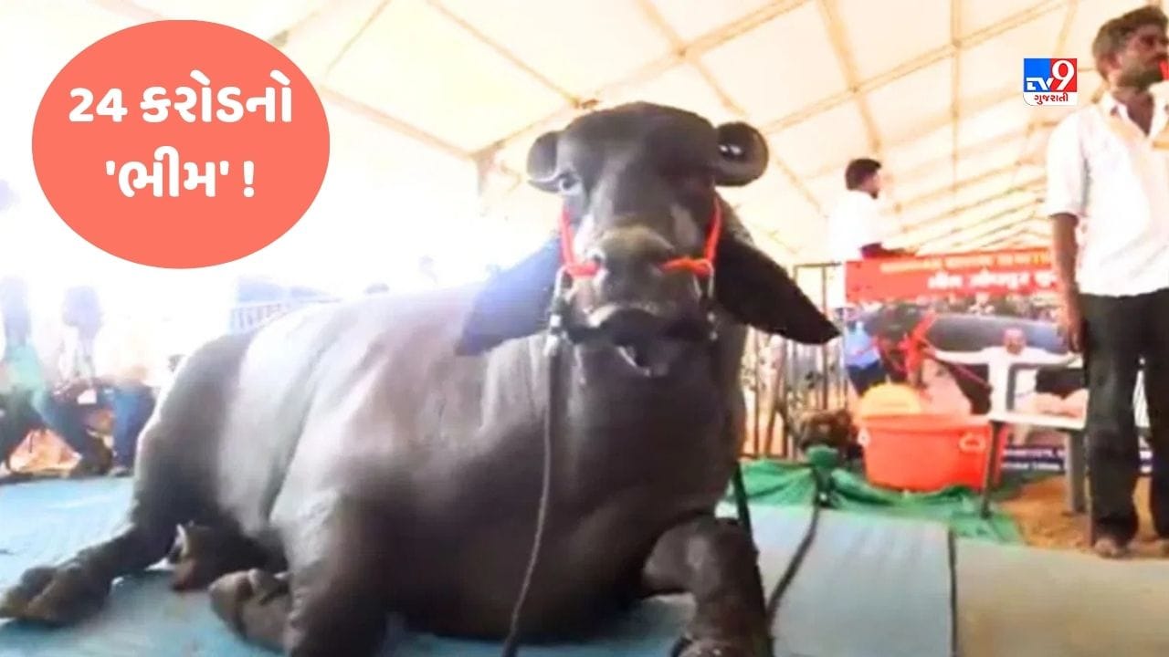 મળો 24 કરોડના પાડા 'ભીમ' ને, કાજુ-બદામથી નીચે ખાતો નથી અને તેના ...