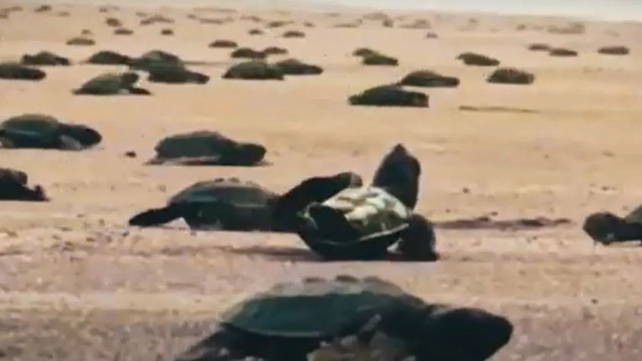 My India My Life Goals: બિછીભાઈના અથાક પ્રયાસોને કારણે કાચબાના ...