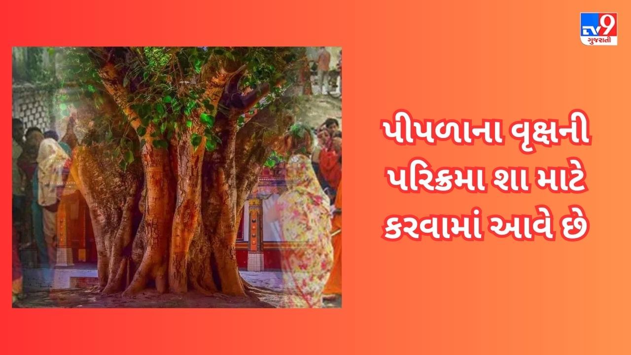 શા માટે કરવામાં આવે છે પીપળાના વૃક્ષની પરિક્રમા, જાણો કારણ ! - Gujarati ...