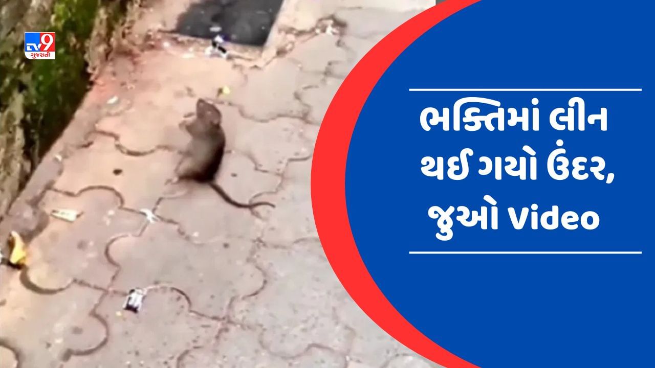 Viral Video : ભગવાનનો પરમ ભક્ત છે આ ઉંદર, આરતીના સમયે વગાડે છે તાળીઓ ...
