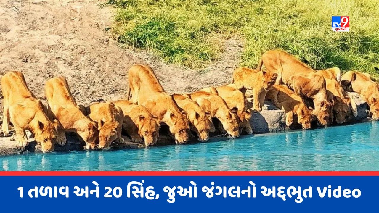 Viral Video : 20 સિંહો એ એક સાથે બુઝાવી પોતાની તરસ, કેમેરામાં કેદ થયો ...