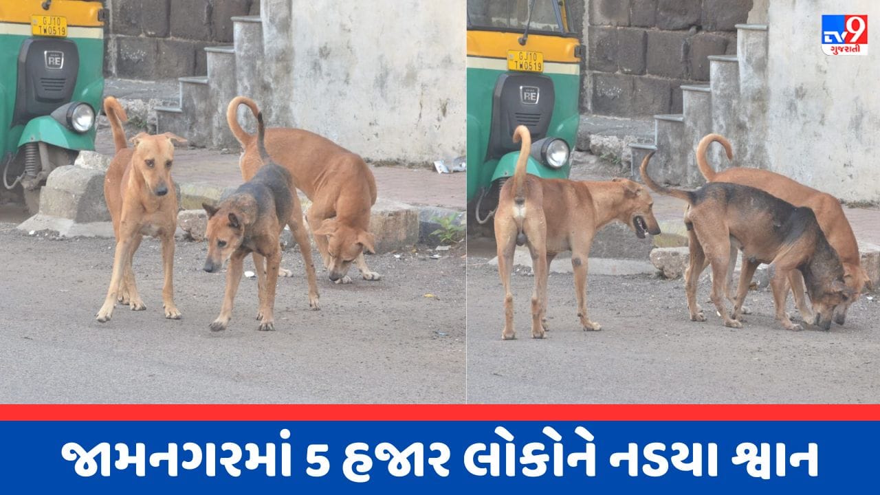 Jamnagar : શ્વાનના આતંકથી લોકો પરેશાન, 7 મહિનામાં 5436 શ્વાનના કરડવાના ...