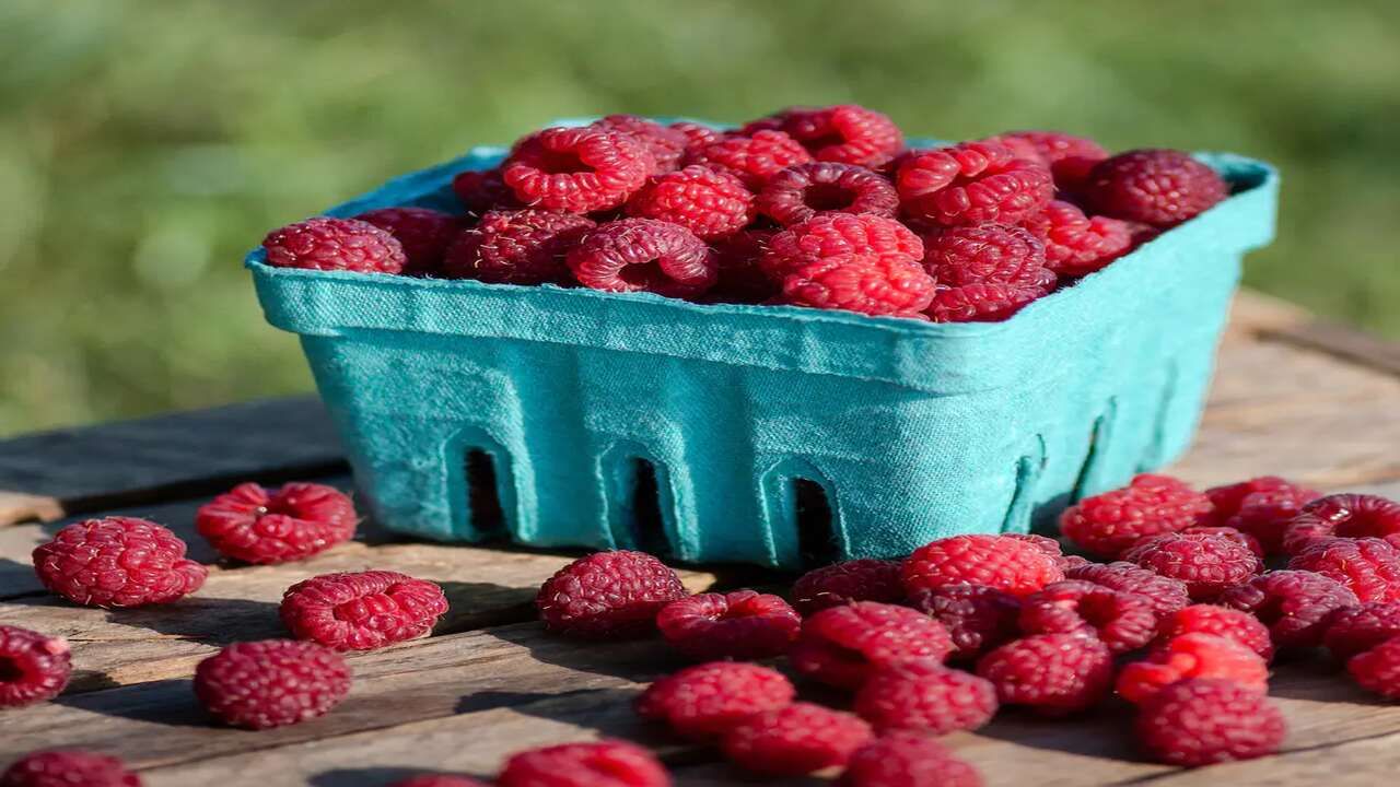 રાસ્પબેરીના ફળમાં કેલ્શિયમ અને ફોસ્ફરસ વધુ હોય છે, જે હાડકાંને મજબૂત ...