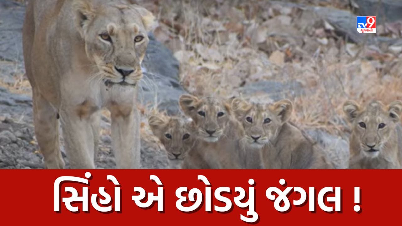 Gujarat Lion : ગીર સિવાયના વિસ્તારોમાં પણ રહેઠાણ બનાવવા તરફ સિંહો વધ્યા ...