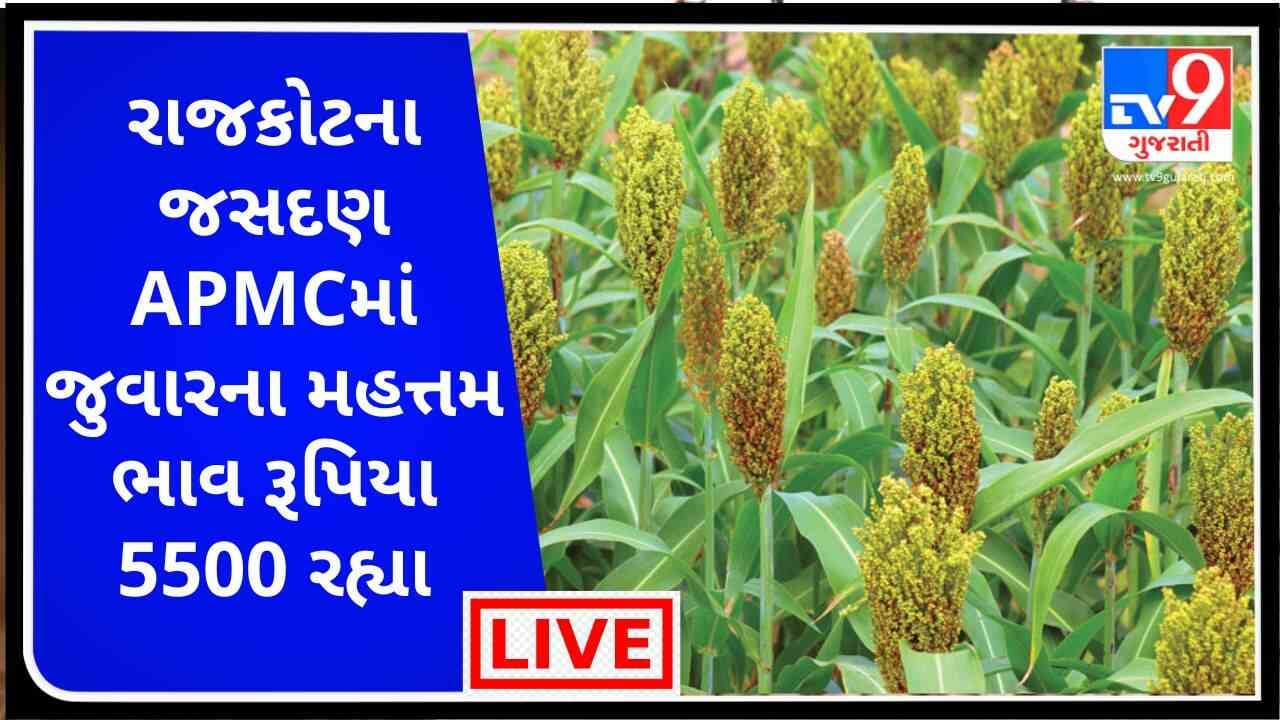 Mandi : રાજકોટના જસદણ APMCમાં જુવારના મહત્તમ ભાવ રૂપિયા 5500 રહ્યા, જાણો જુદા-જુદા પાકના ભાવ ...