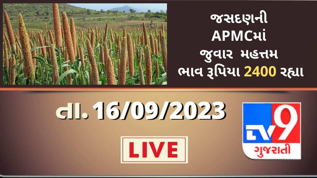 Mandi :જસદણની APMCમાં જુવાર મહત્તમ ભાવ રૂપિયા 2400 રહ્યા,જાણો જુદા-જુદા પાકના ભાવ - Gujarati ...