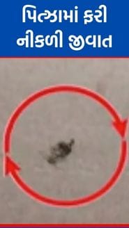 Insect Found From La Pinoz Pizza Box Jodhpur Branch In Ahmedabad Watch ...