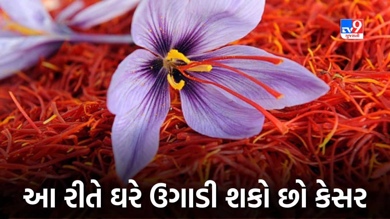 શું ઘરે ઉગાડી શકો છો લાખોની કિમતે બજારમાં મળતું કેસર? જાણો ઉગાડવાની રીત ...