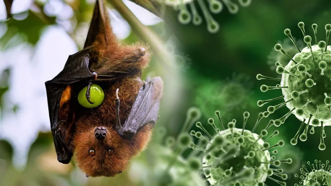 Nipah Virus: જે ફળને ખાય છે તે જ ફળને બનાવી દે છે વાયરસ બમ આ ફ્રૂટ બેટ ...