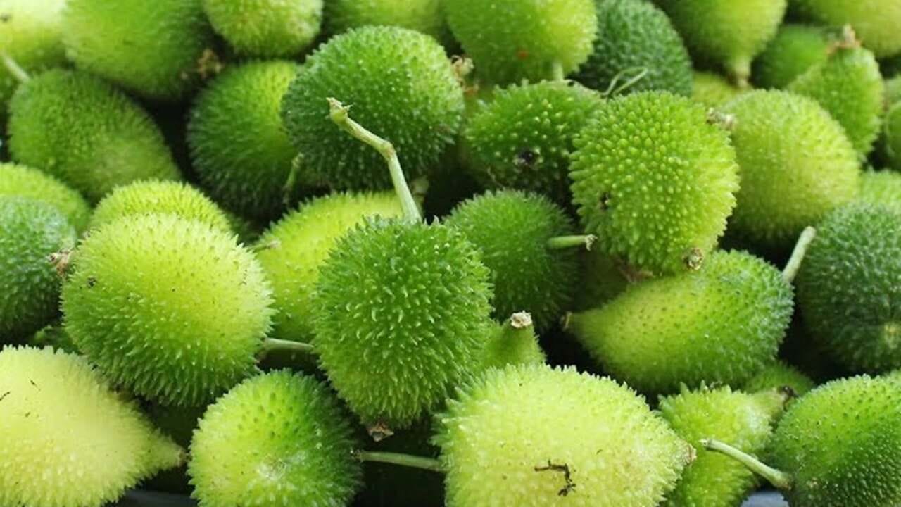 Spiny Gourd Benefits And Side Effects : કંકોડા ખાવાથી શુગર લેવલ રહે છે ...