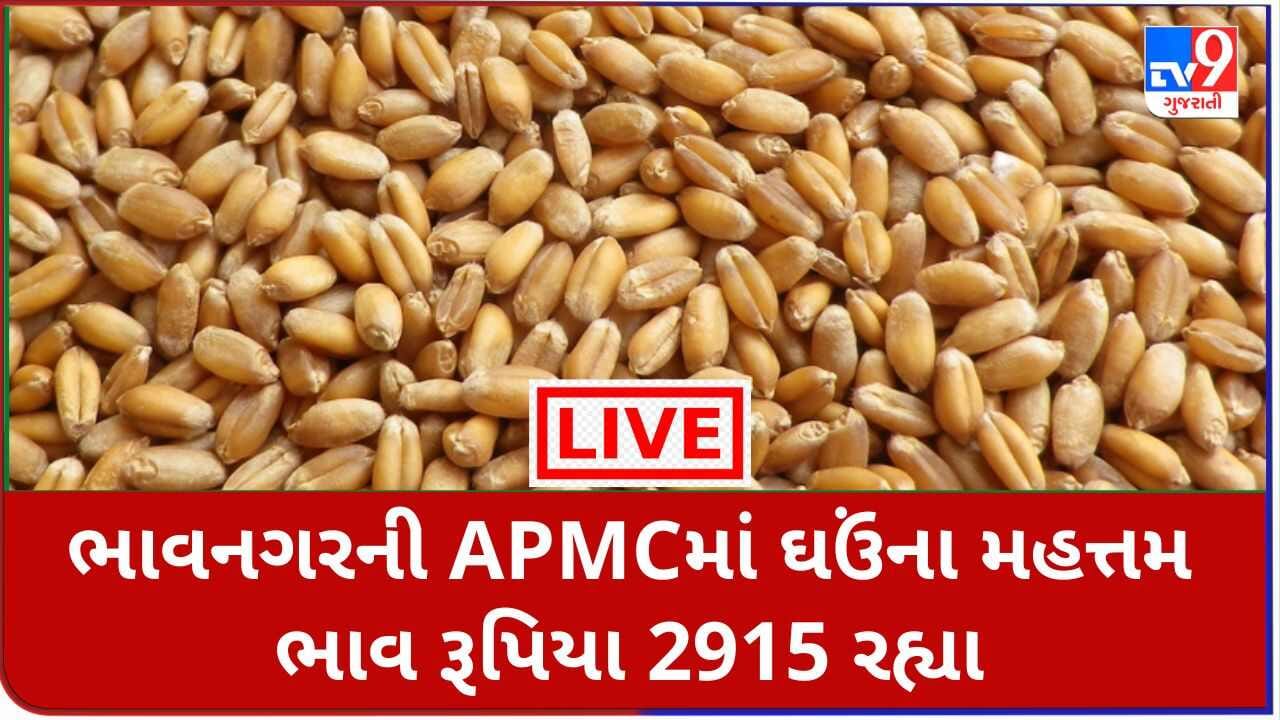 Mandi : ભાવનગરની APMCમાં ઘઉંના મહત્તમ ભાવ રૂપિયા 2915 રહ્યા, જાણો જુદા-જુદા પાકના ભાવ - Gujarati ...