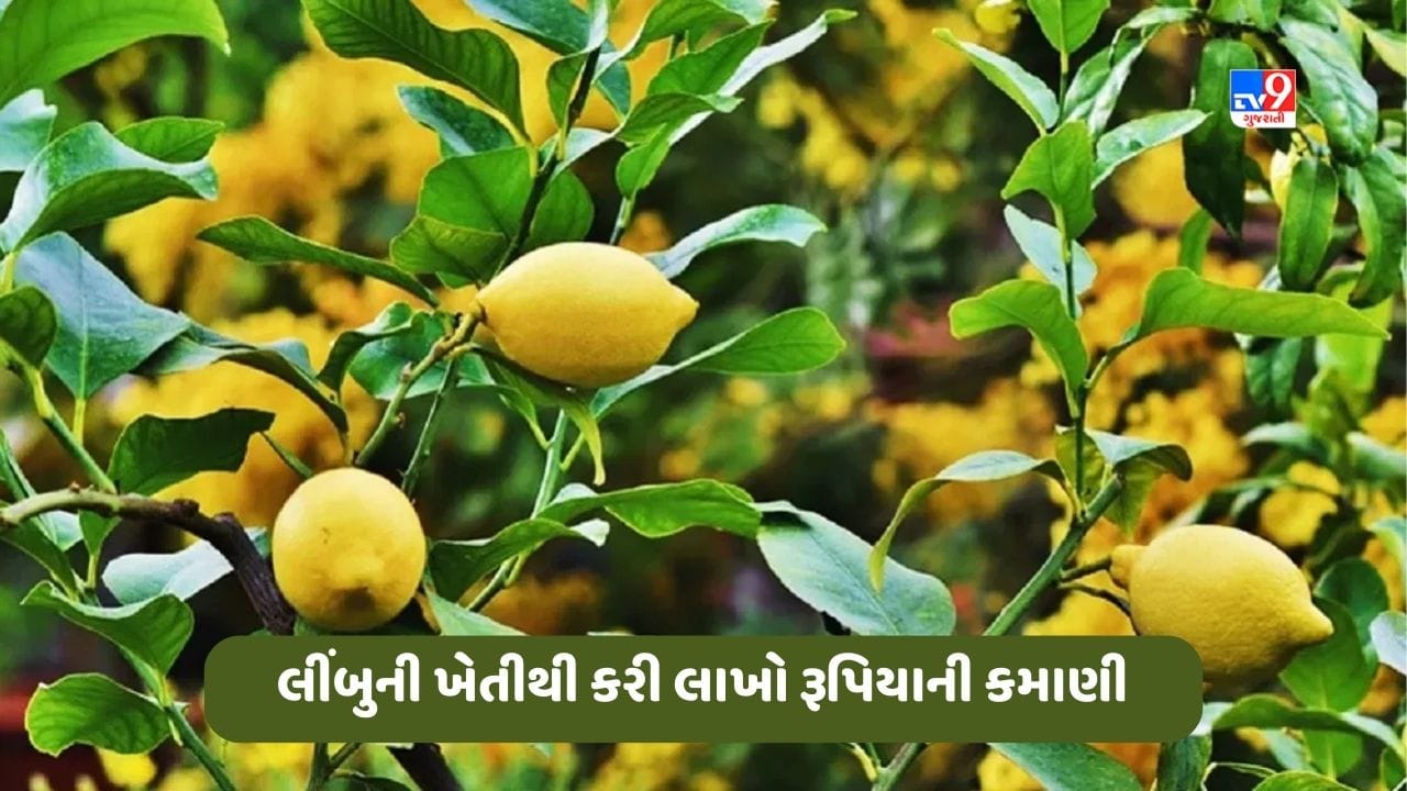 Lemon Farming: લીંબુની ખેતીથી મેળવી 3 લાખ રૂપિયાની આવક, જાણો ખેડૂતે ...